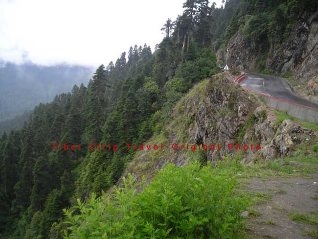 Tibet Travel Information for Nyingchi, Bayi Town and Lunang Forest